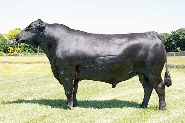 Genetics | Katie Colin Farm | Cartersville, Georgia