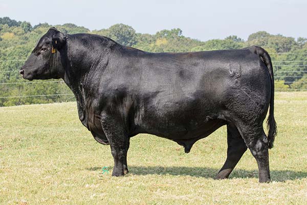 Genetics | Katie Colin Farm | Cartersville, Georgia